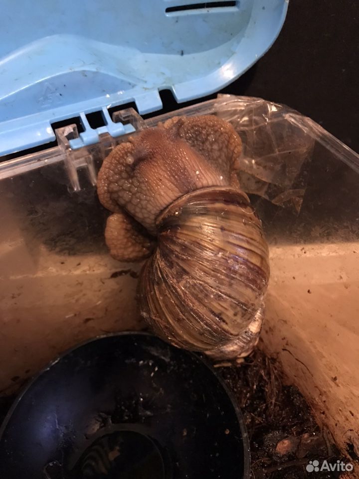 Улитка ахитина