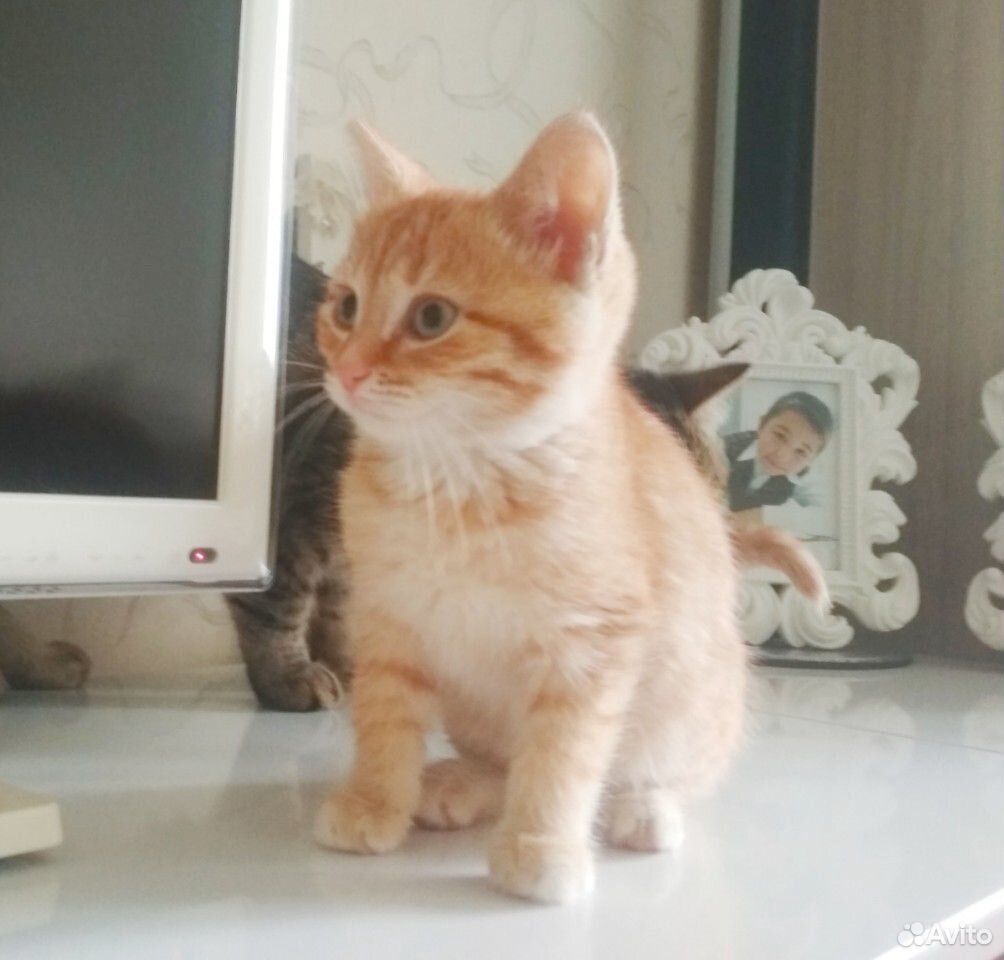 Малышка Персикового цвета