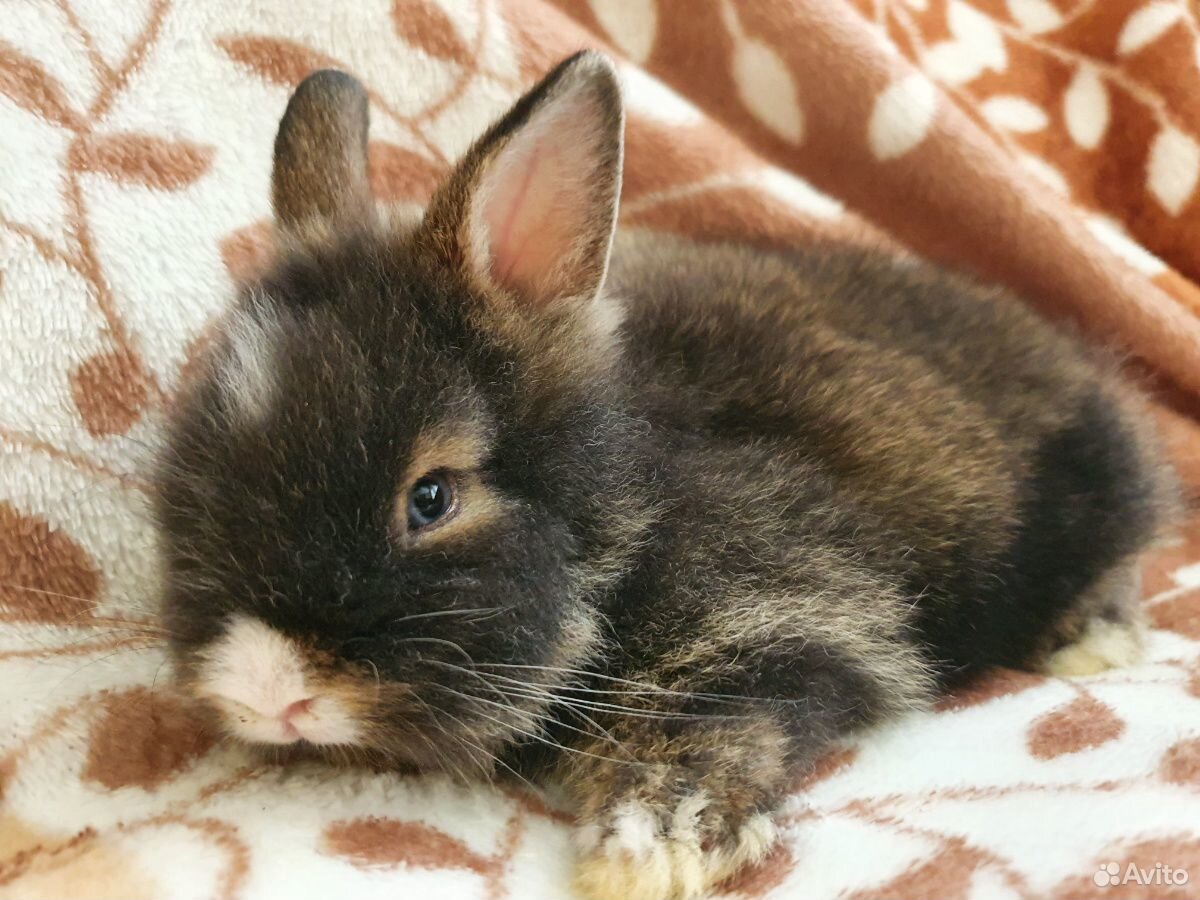 Декоративные крольчатки