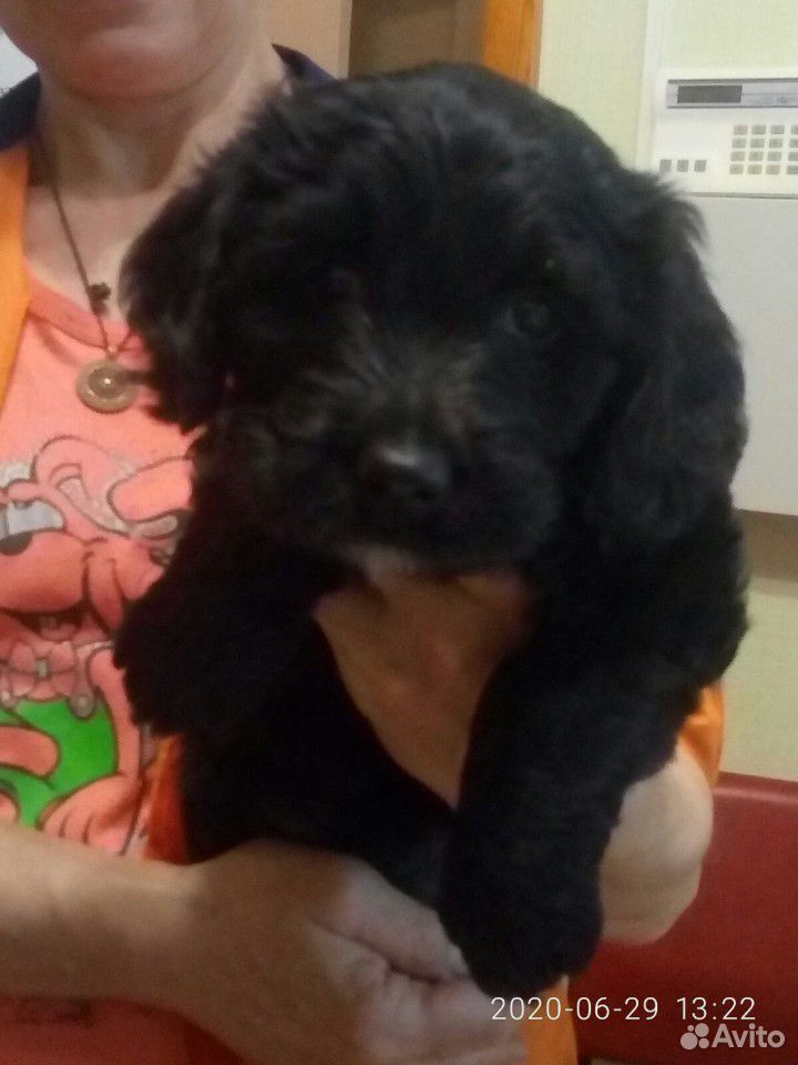 Щенок, спаниель