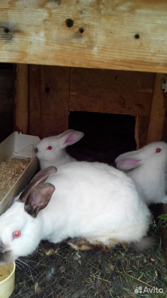 Крольчата калифорнийской породы