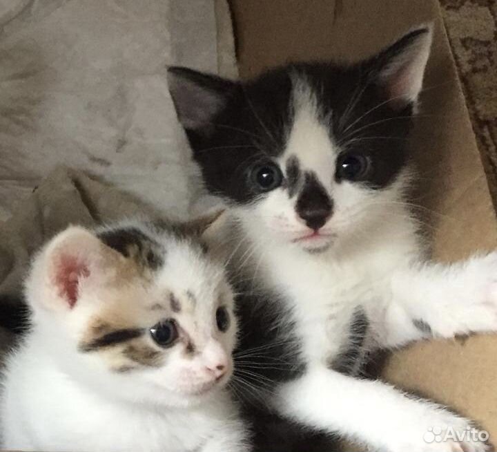 Котята разноцветные 1 мес
