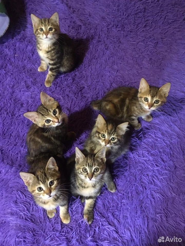 Курильский бобтейл