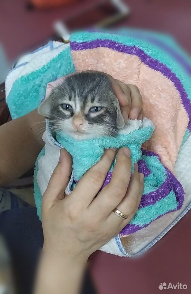 Максимка, славный дымчатый котенок, мальчик, 2 мес