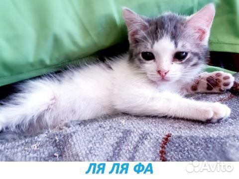 Котёнок Ля Ля Фа