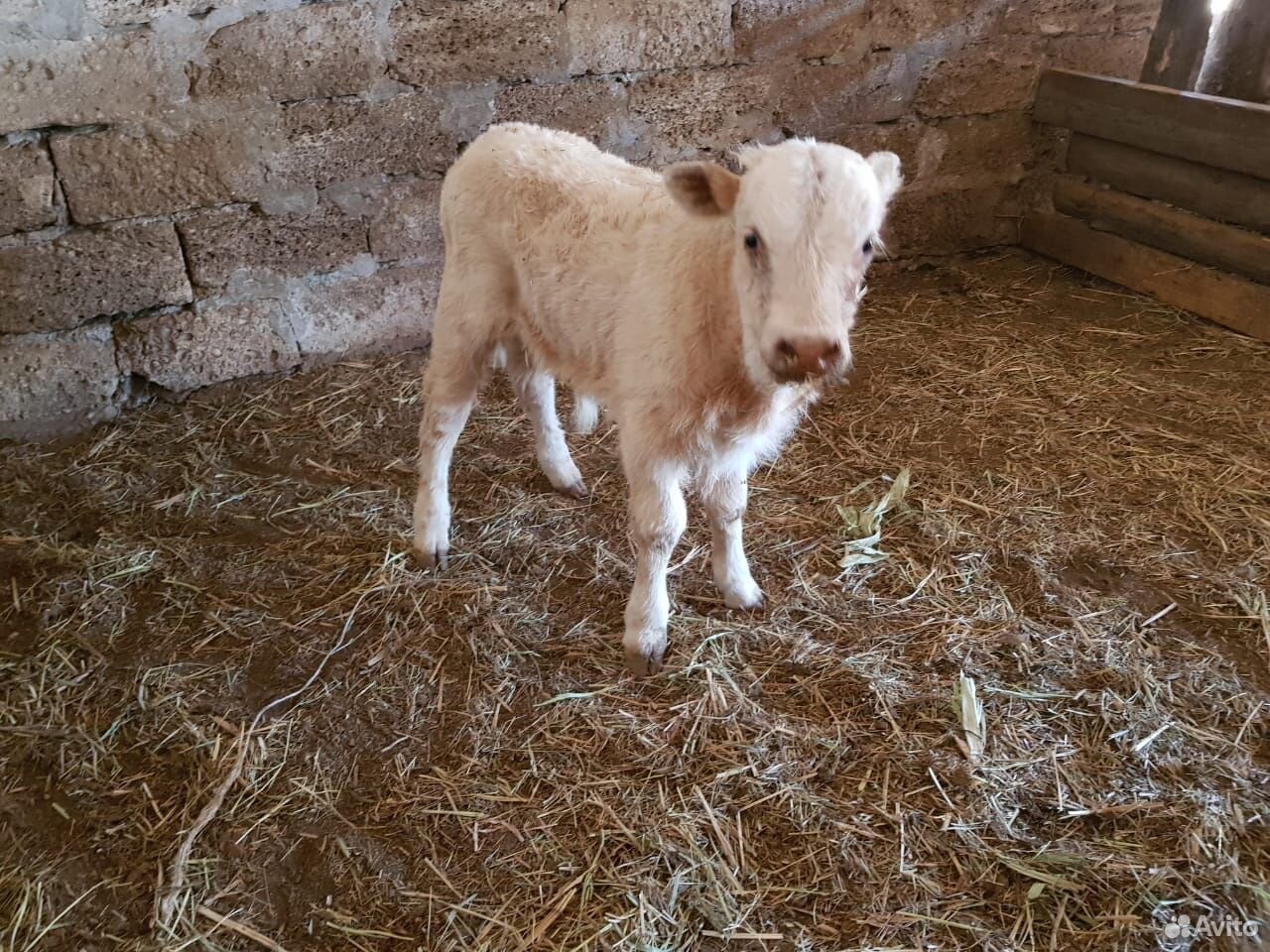 Бычок сементал