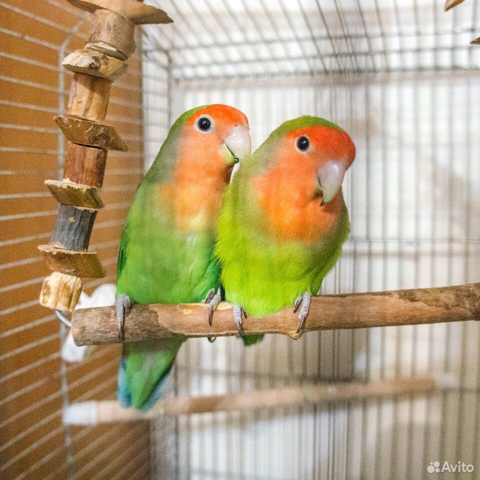 Папугаи неразлучники