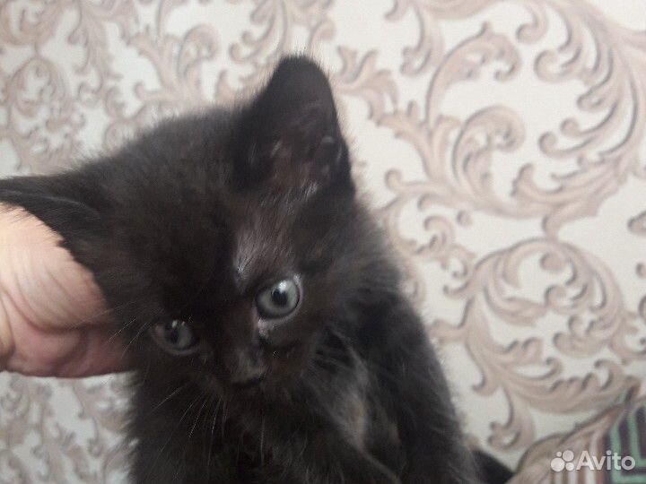 Подкинули в подъезд