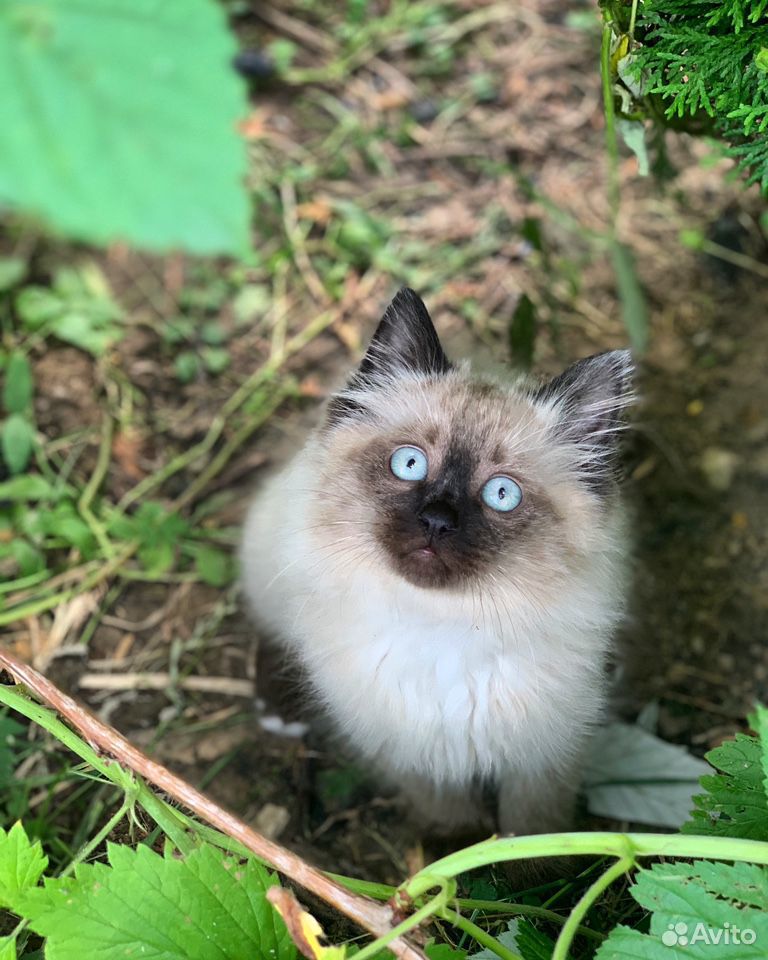 Невская маскарадная (смесь, короткий хвост)