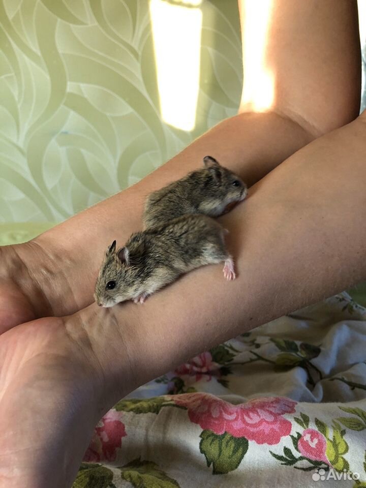 Хомяк