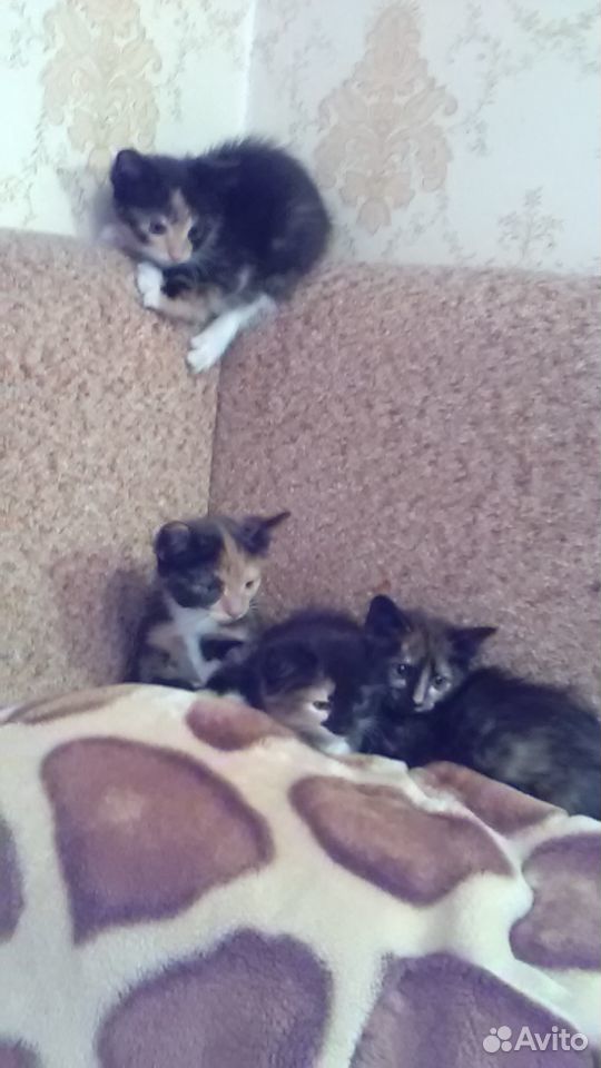 Кошечки в дар