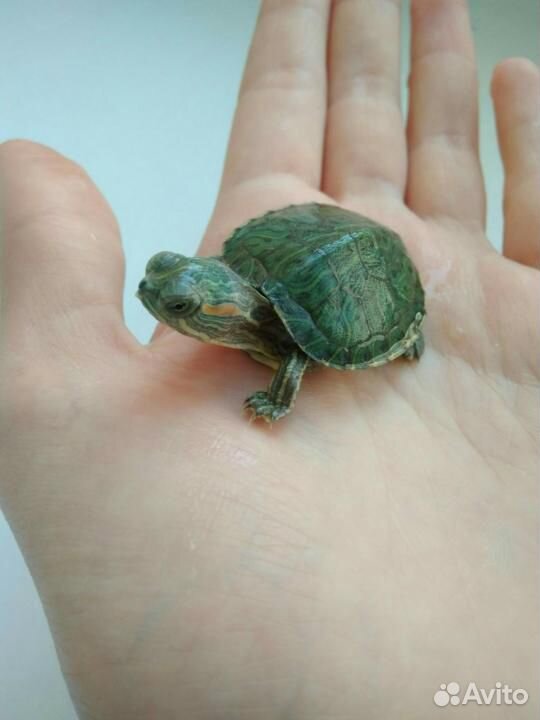 Черепаха