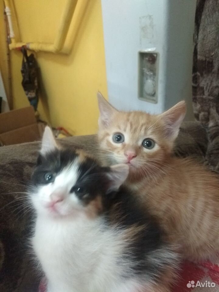 Котята