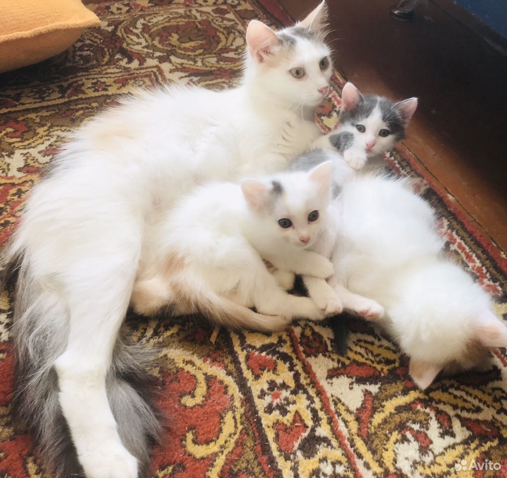 Котята в добрые руки