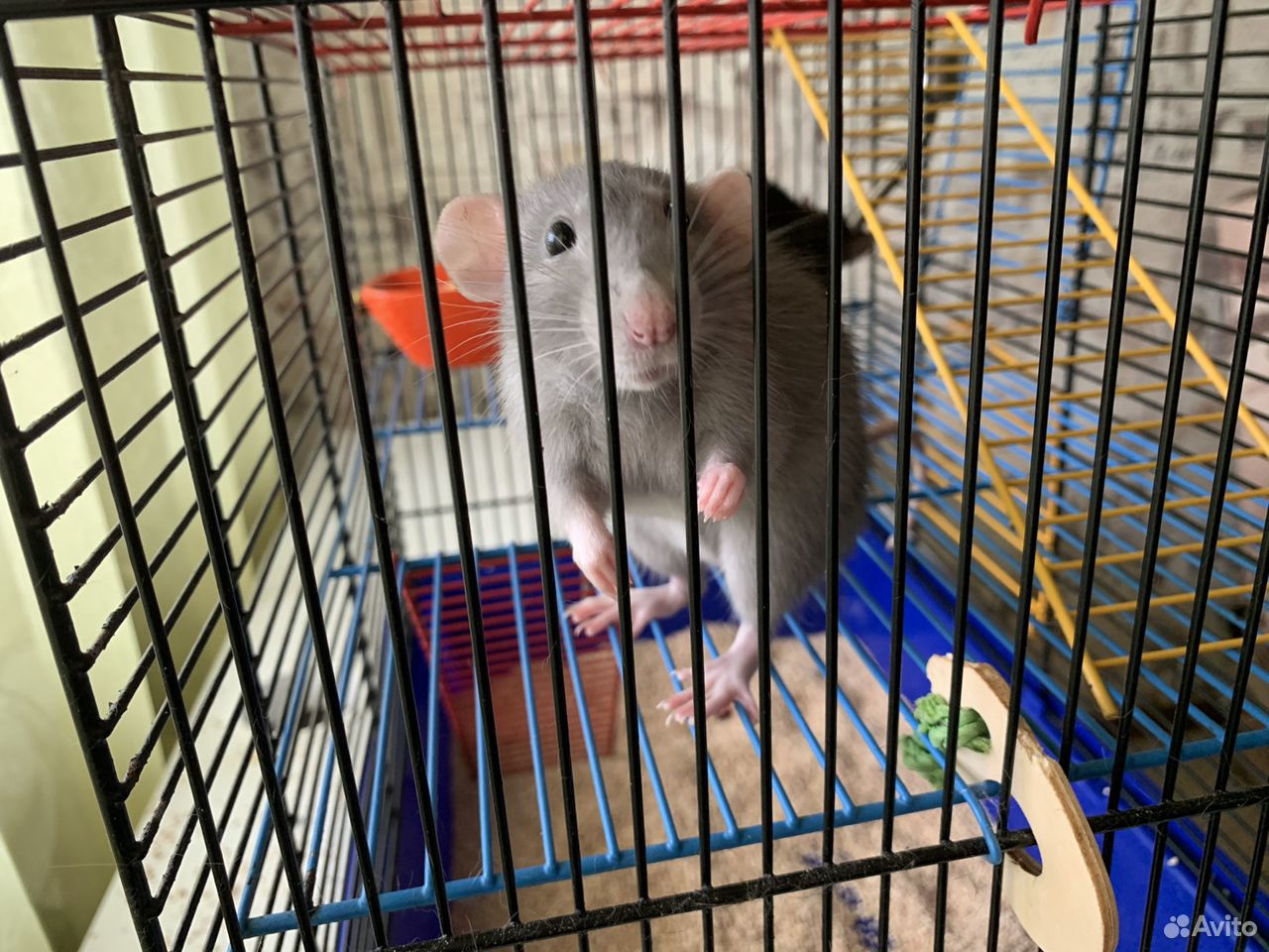 Крыски девочки 6 мес. Вместе с клеткой