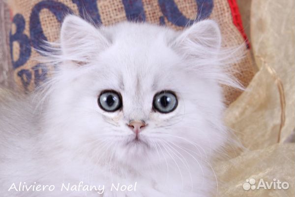 Британский длинношерстный мальчик