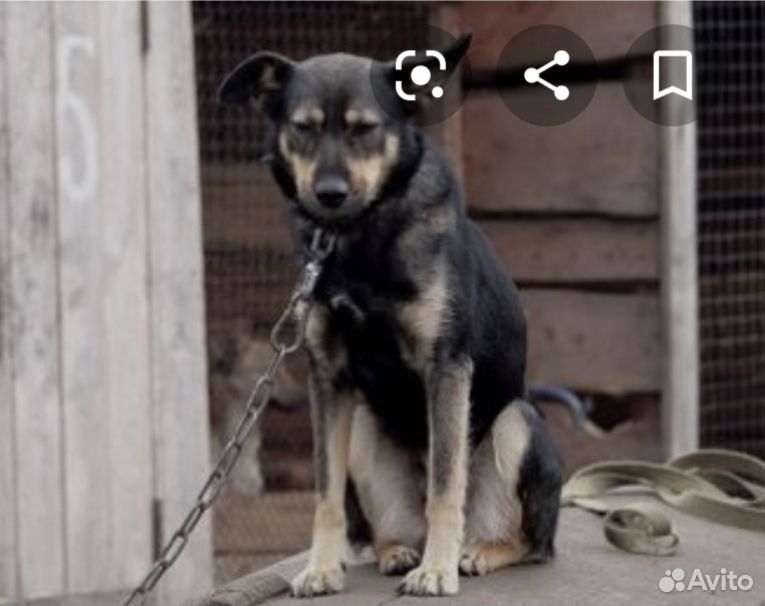 Собака-сторож