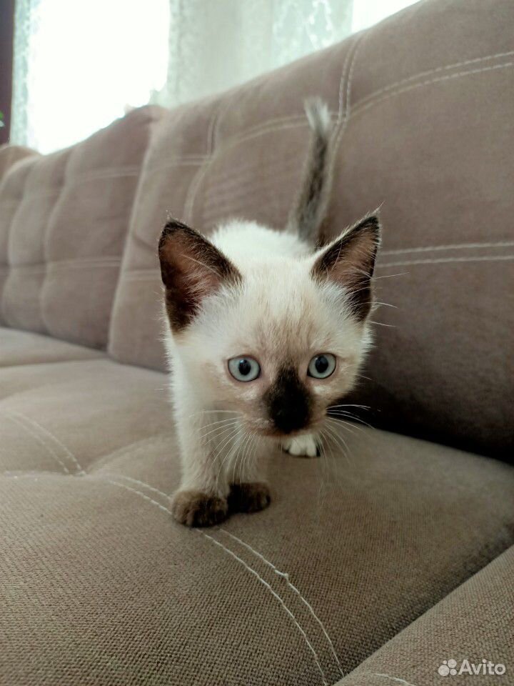 Котенок