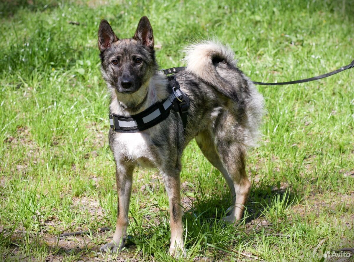 Мэри 11мес, найденная с вросшим ошейником,ищет дом