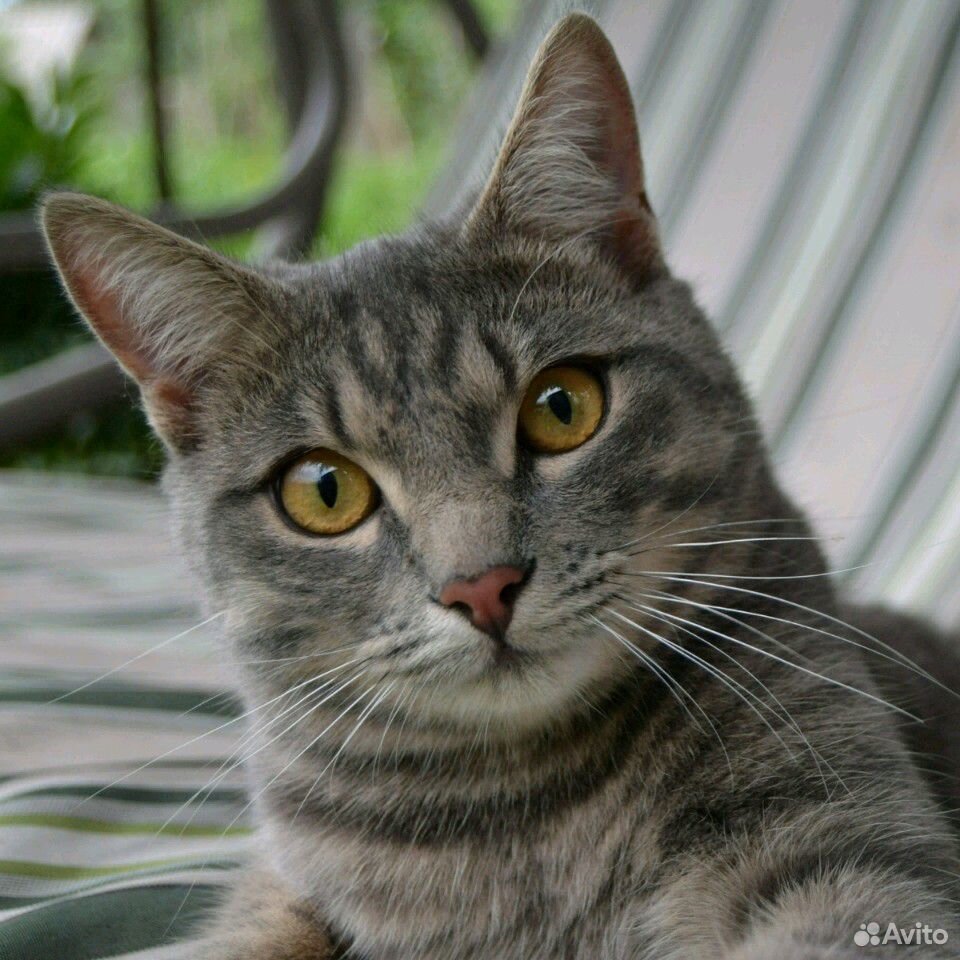 Котит Жорж