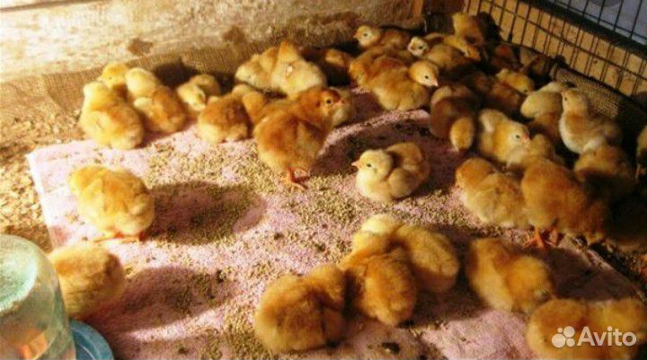 Цыплята цветного бройлера Редбро