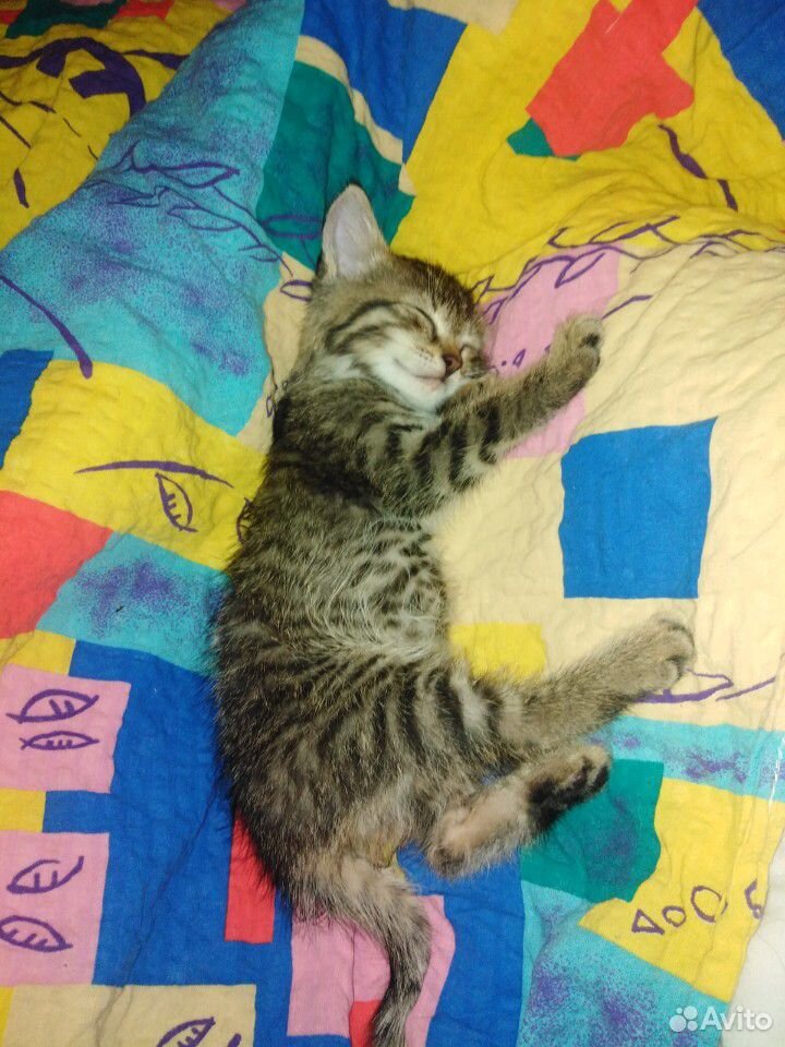 Котёнок в добрве руки