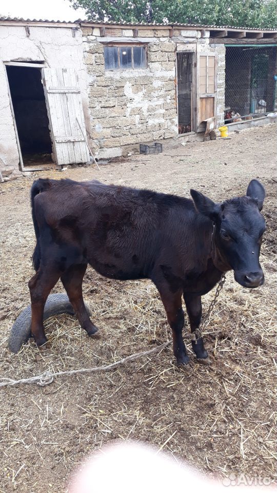 Телочка 4 месяца