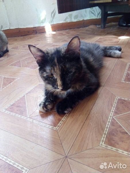 Кошка стерилизованная