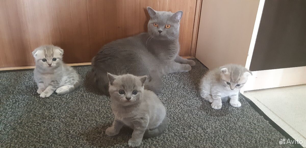 Шотландские котята
