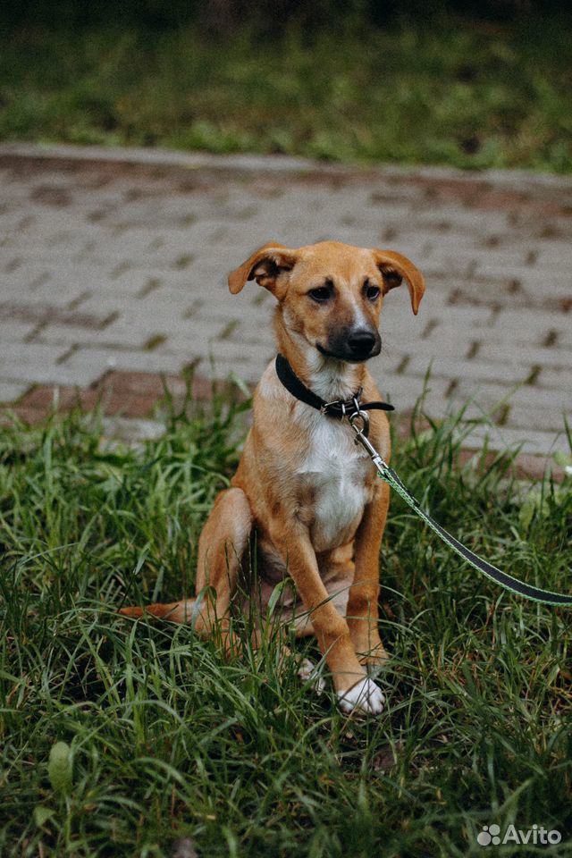 Щенок в добрые руки, 3,5 месяца