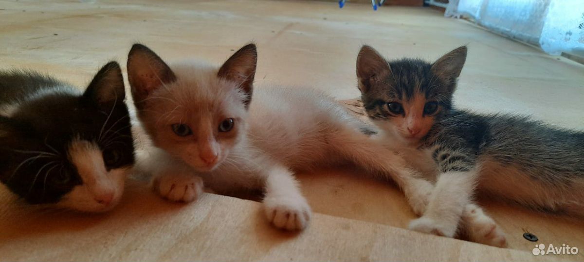 Котята