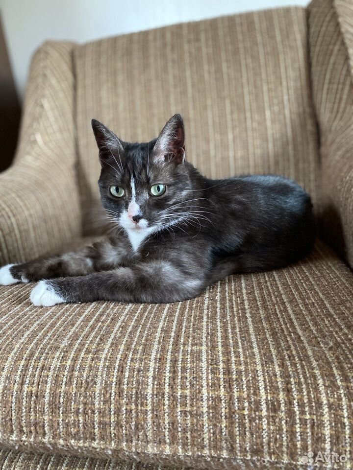 Кошечка Айза