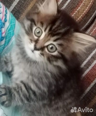 Котенок