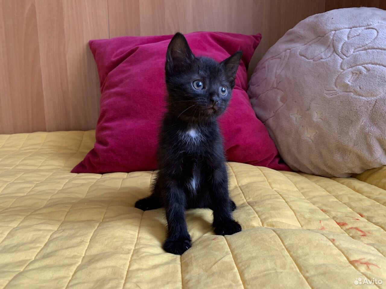 Котёнок Грифель 1,5 мес, мальчик