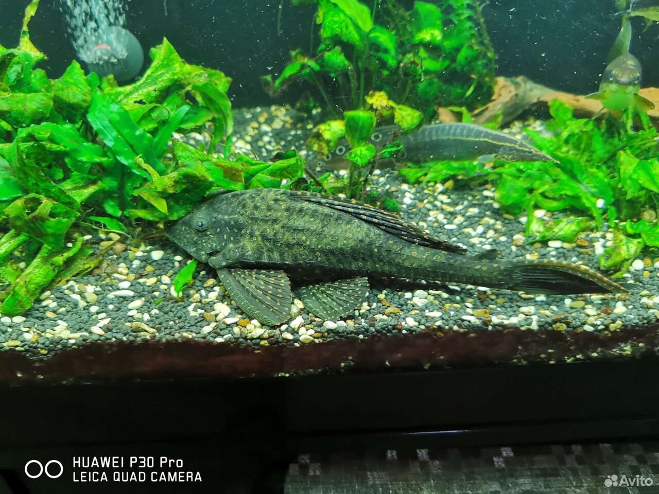 Парчовый птеригоплихт