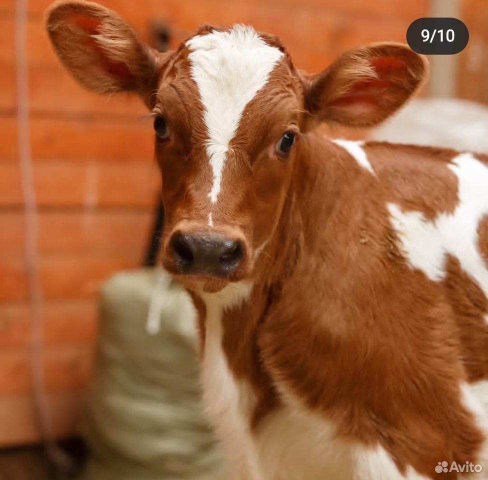 Тёлка айширская