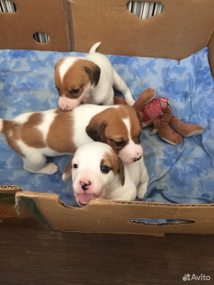 Щенки метисы джек рассел терьера и бигля