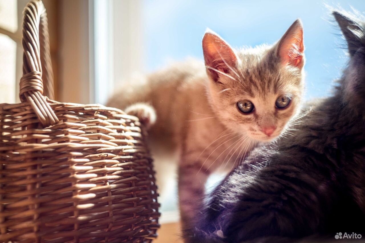 Котик 2,5 месяца