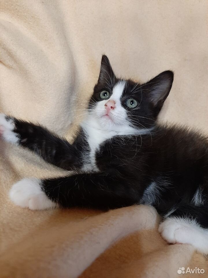 Монохромный красавец 1.5 мес в дар