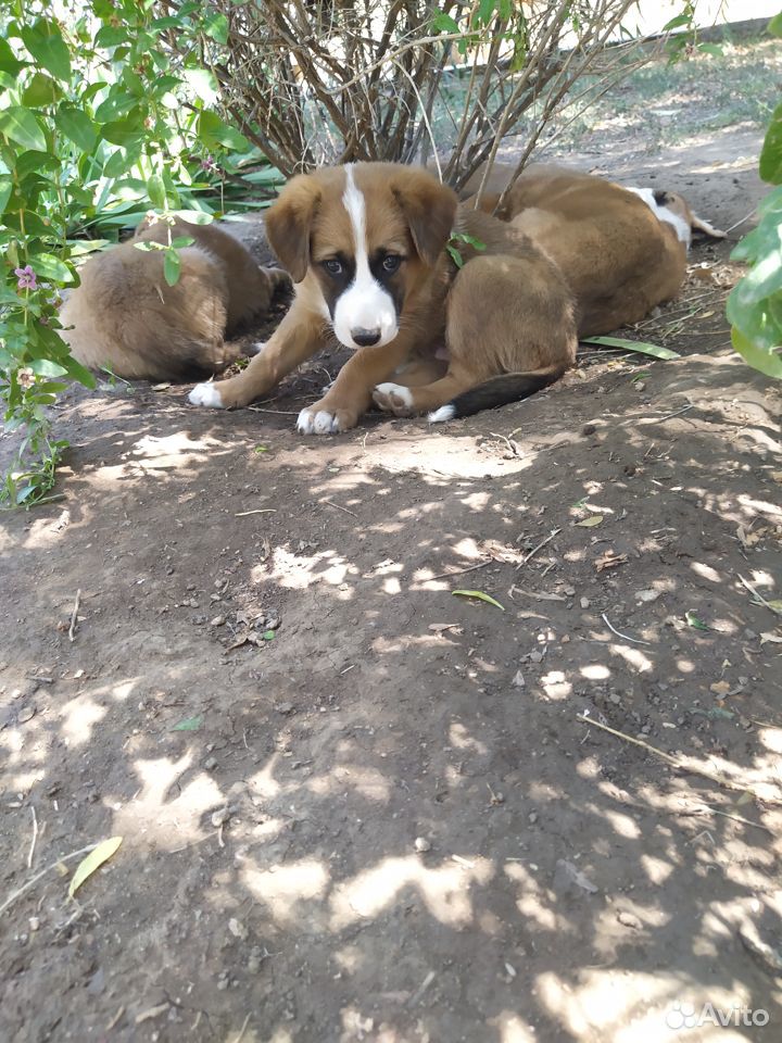 Щенки дворняги мама на половину хаски папа дворняг