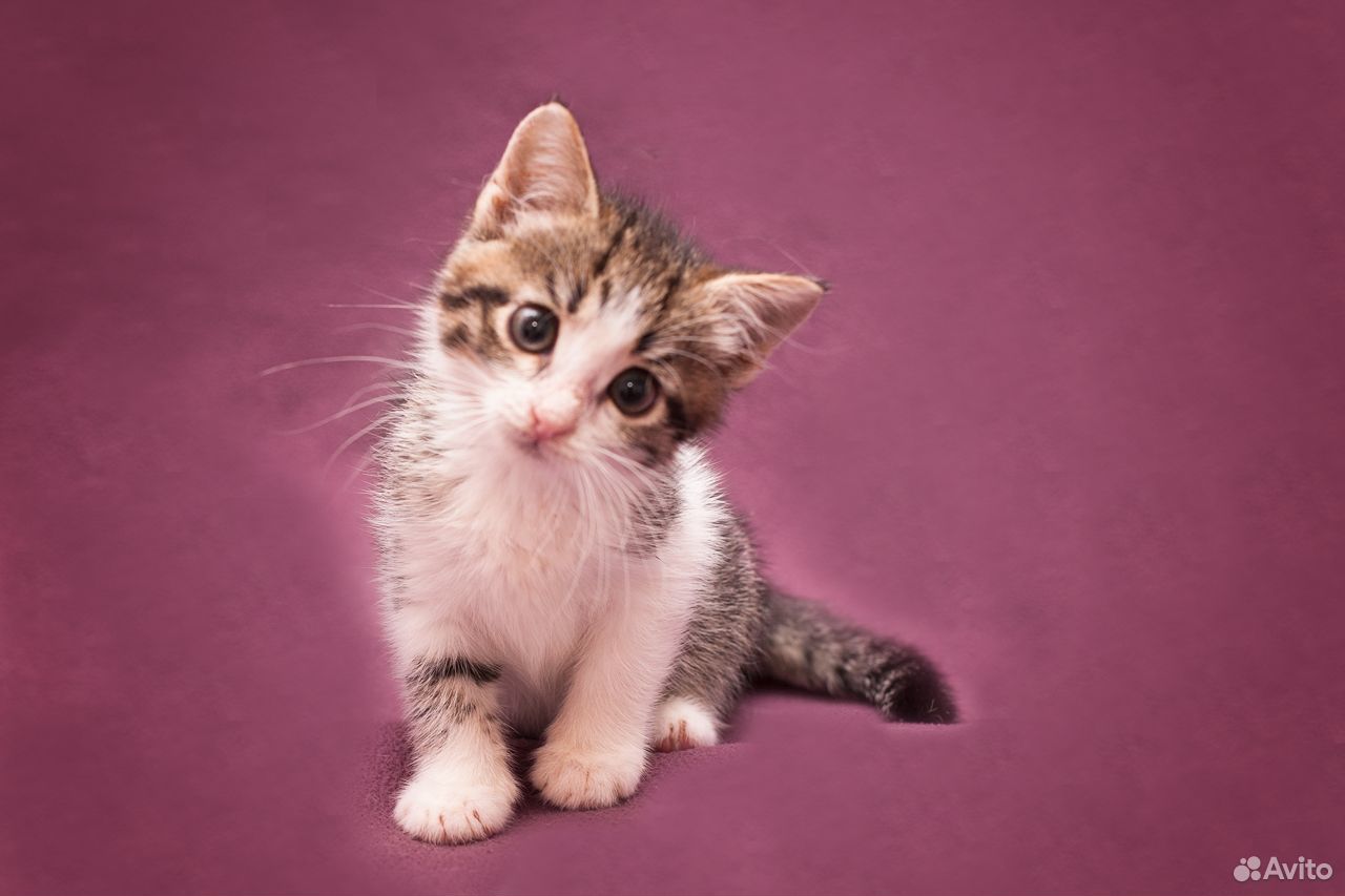 Девочка-красавица 1,5 месяца в дар