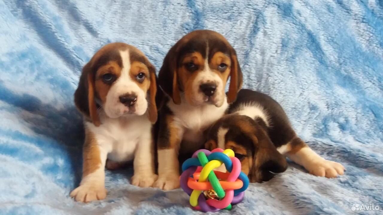 Биглята щенки