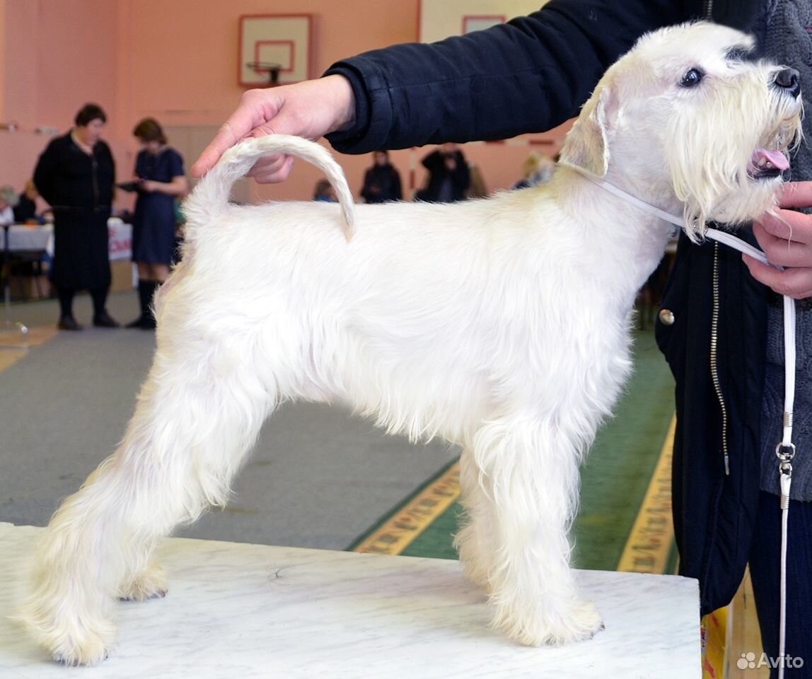 Белые цверги щенки