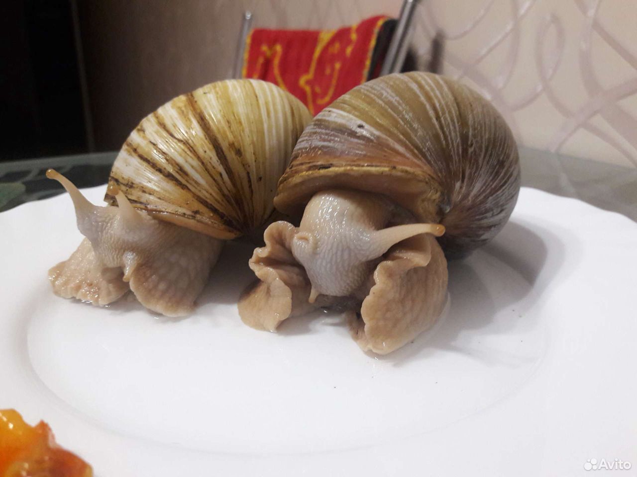 Улитки ахатины