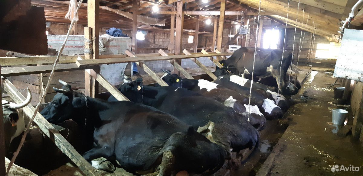 Дойный корова