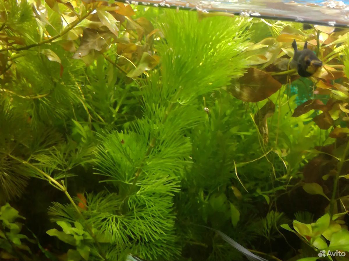 Аквариумное растение на креветок
