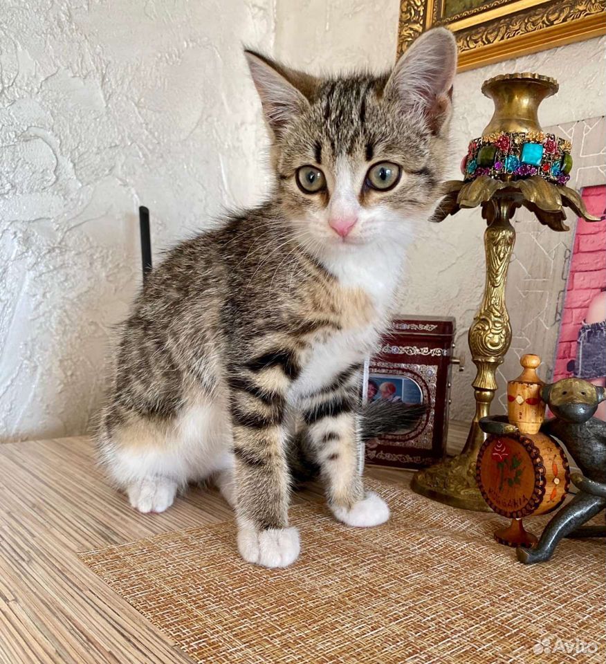 Барса отдам в добрые руки