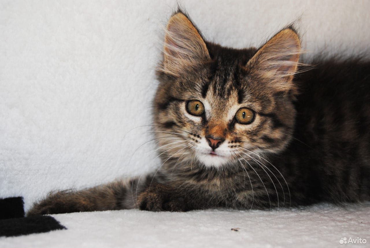 Котенок Сима