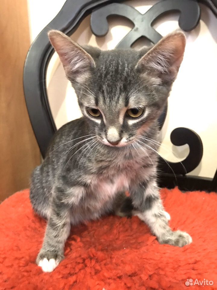 Котенок 2 мес