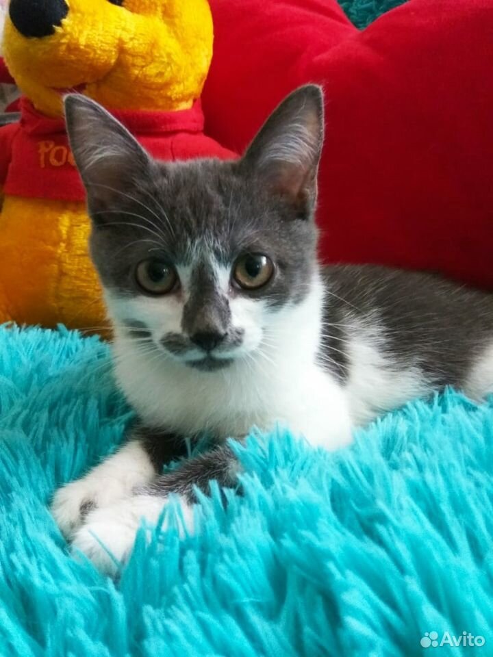 Котенок Кнопочка